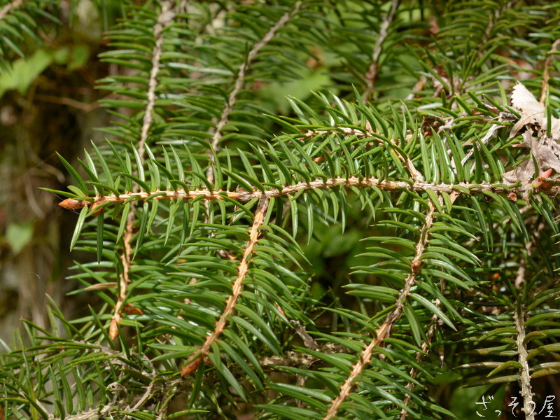 ハリモミ(バラモミ) Picea torano – ざっそう屋