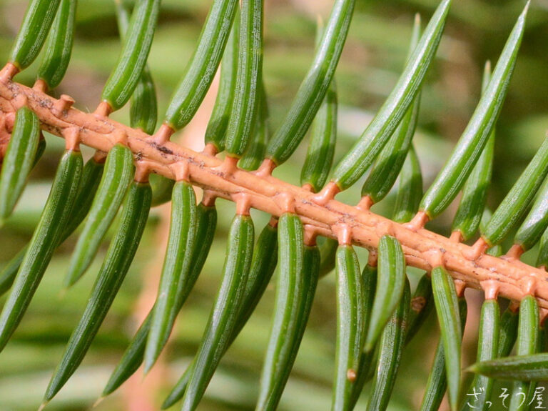 ハリモミ(バラモミ) Picea torano – ざっそう屋