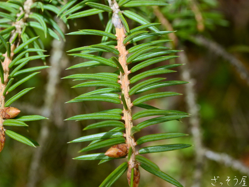 ハリモミ(バラモミ) Picea torano – ざっそう屋