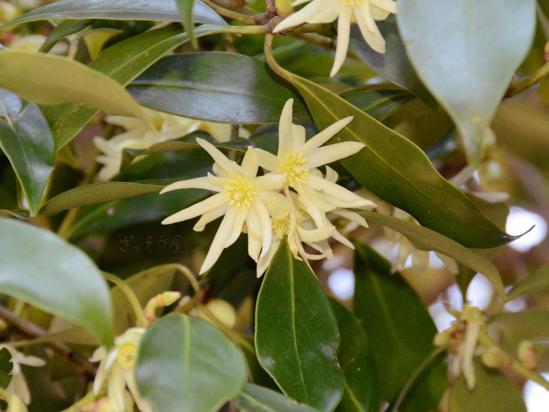 アウストロバイレヤ目 Austrobaileyales – ざっそう屋