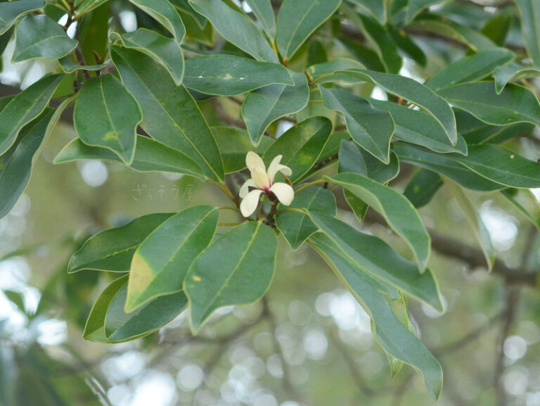 オガタマノキ Magnolia compressa – ざっそう屋
