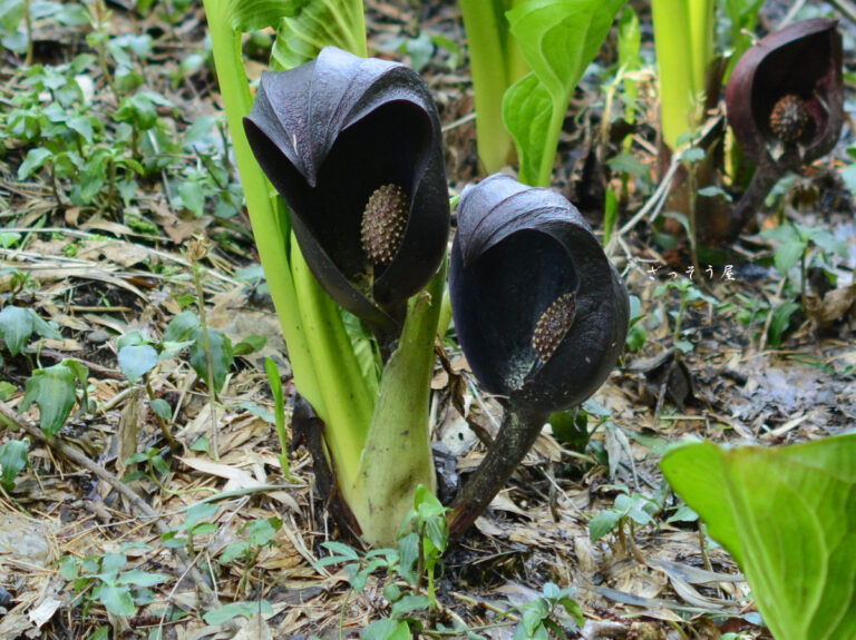 サトイモ科 Araceae – ざっそう屋