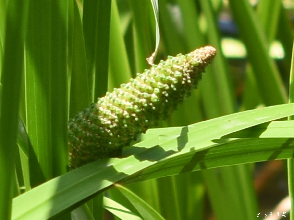 ショウブ Acorus calamus – ざっそう屋