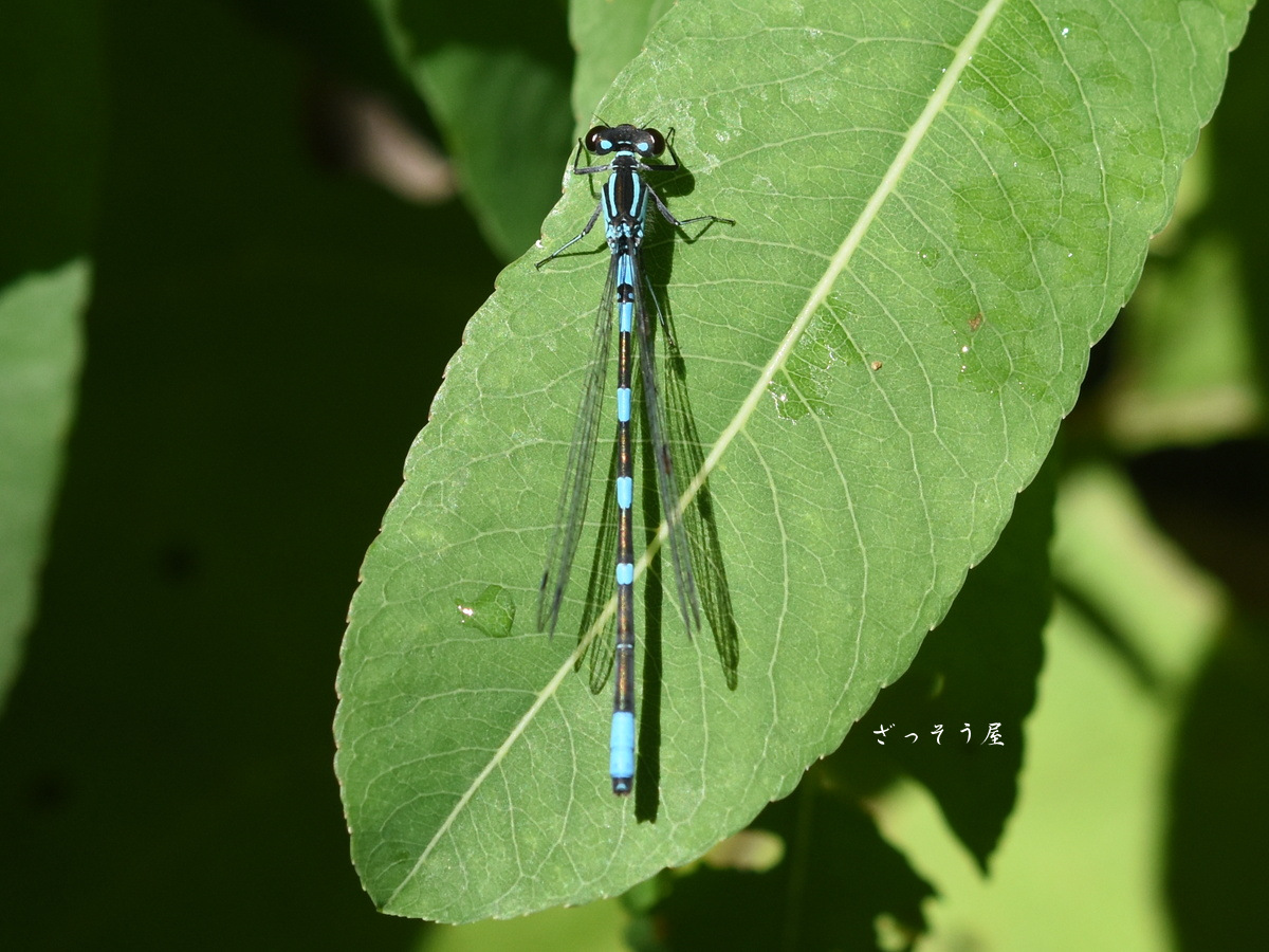 エゾイトトンボ Coenagrion lanceolatum – ざっそう屋
